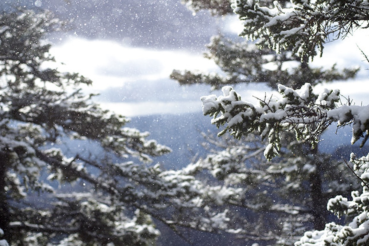 Celebrate Winter | Renee Tougas